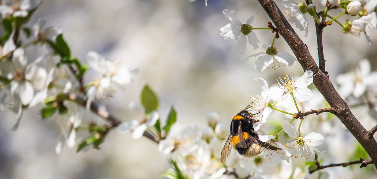 April Wellness Newsletter - Sparkle Health