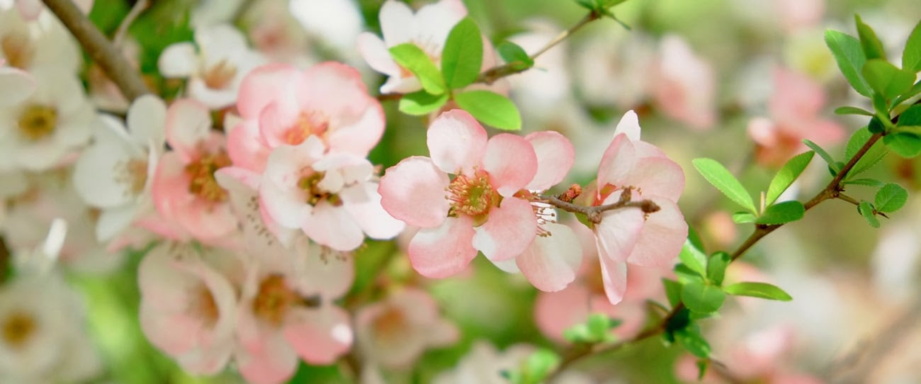 May Wellness Newsletter - Sparkle Health